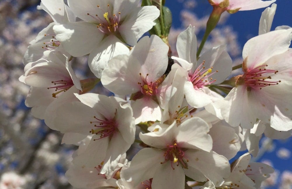 Combining Threads with Stitch Options - Serendipity Needleworks